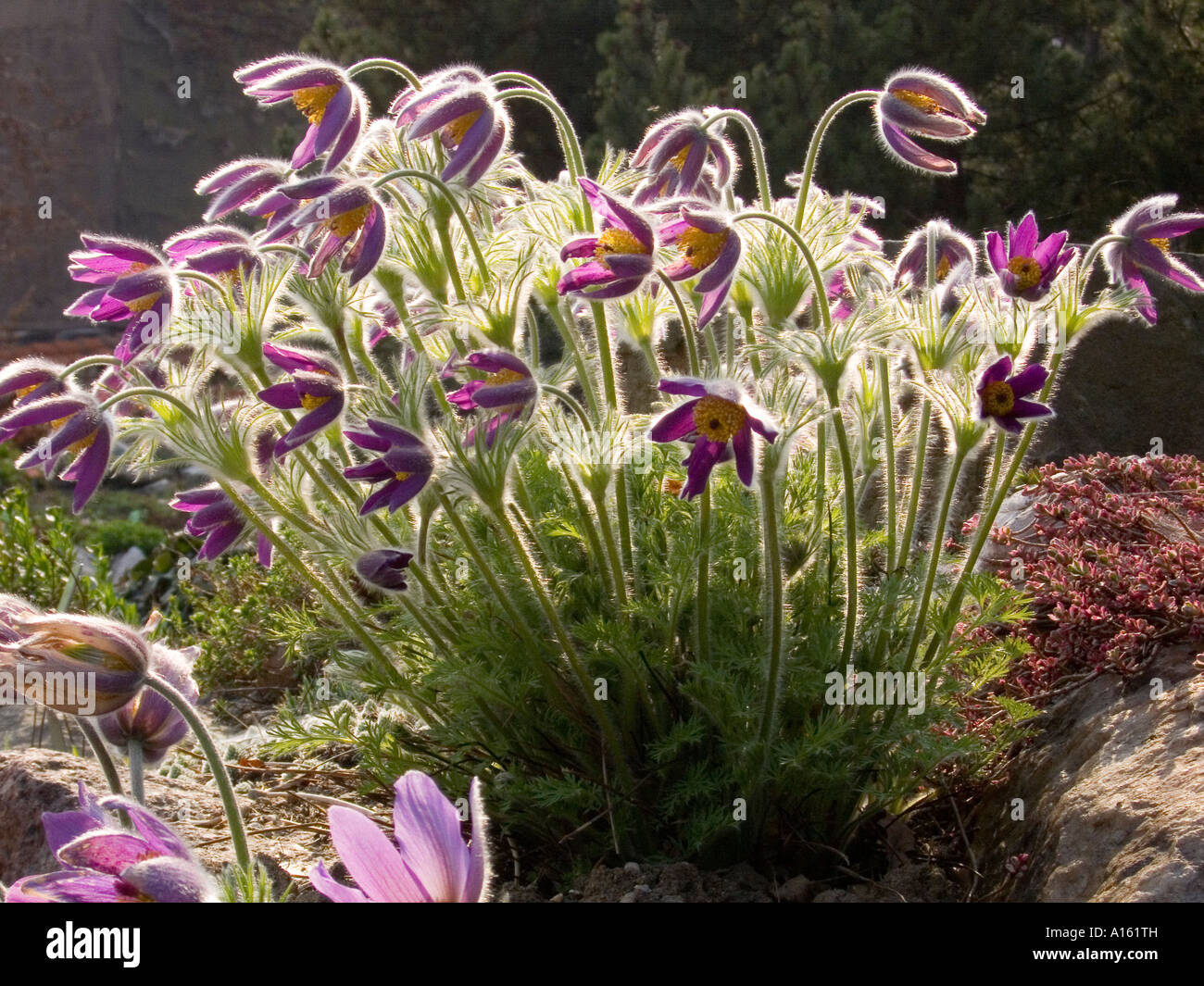 Pasque flowers Pulsatilla vulgaris Stock Photo - Alamy