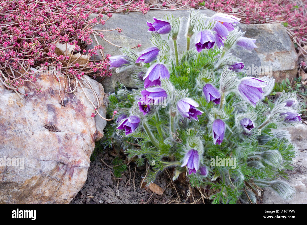 Pasque flowers Pulsatilla vulgaris Stock Photo - Alamy