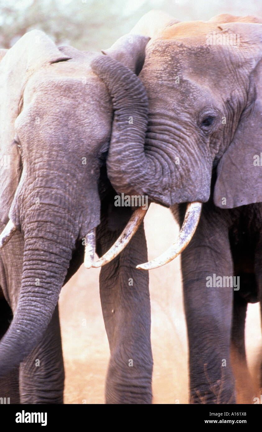 two sister African elephants touching, covered in pinkish dust Stock ...
