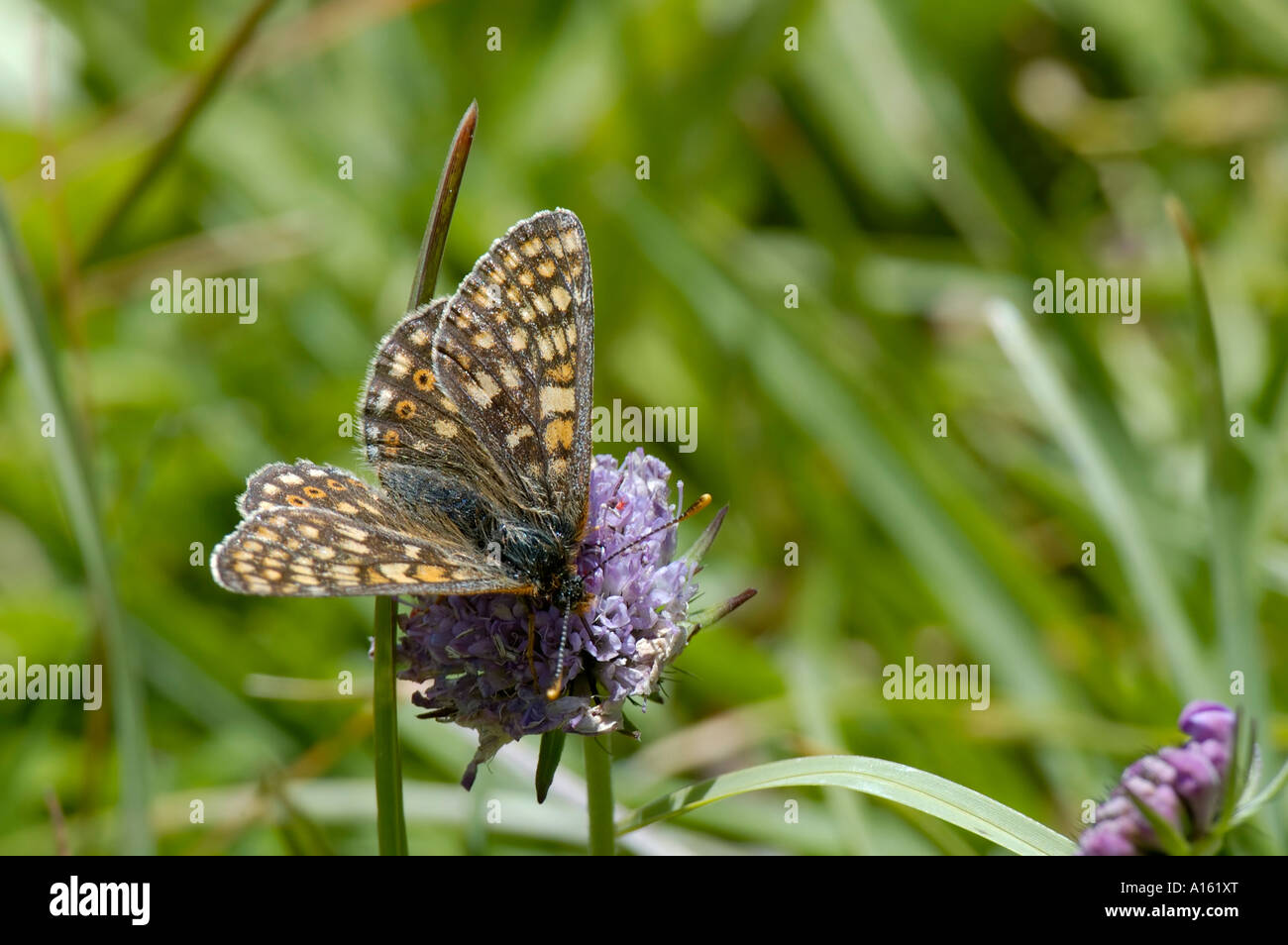 Marsh Fritillary Eurodryas aurinia Stock Photo - Alamy