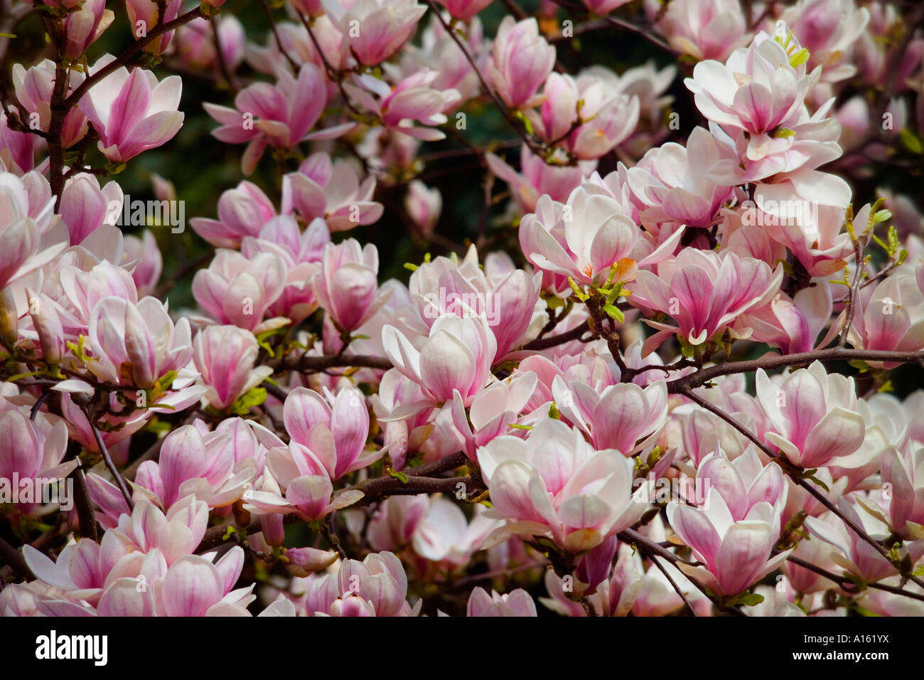 Pink Magnolia soulangiana flowers blooming Stock Photo - Alamy