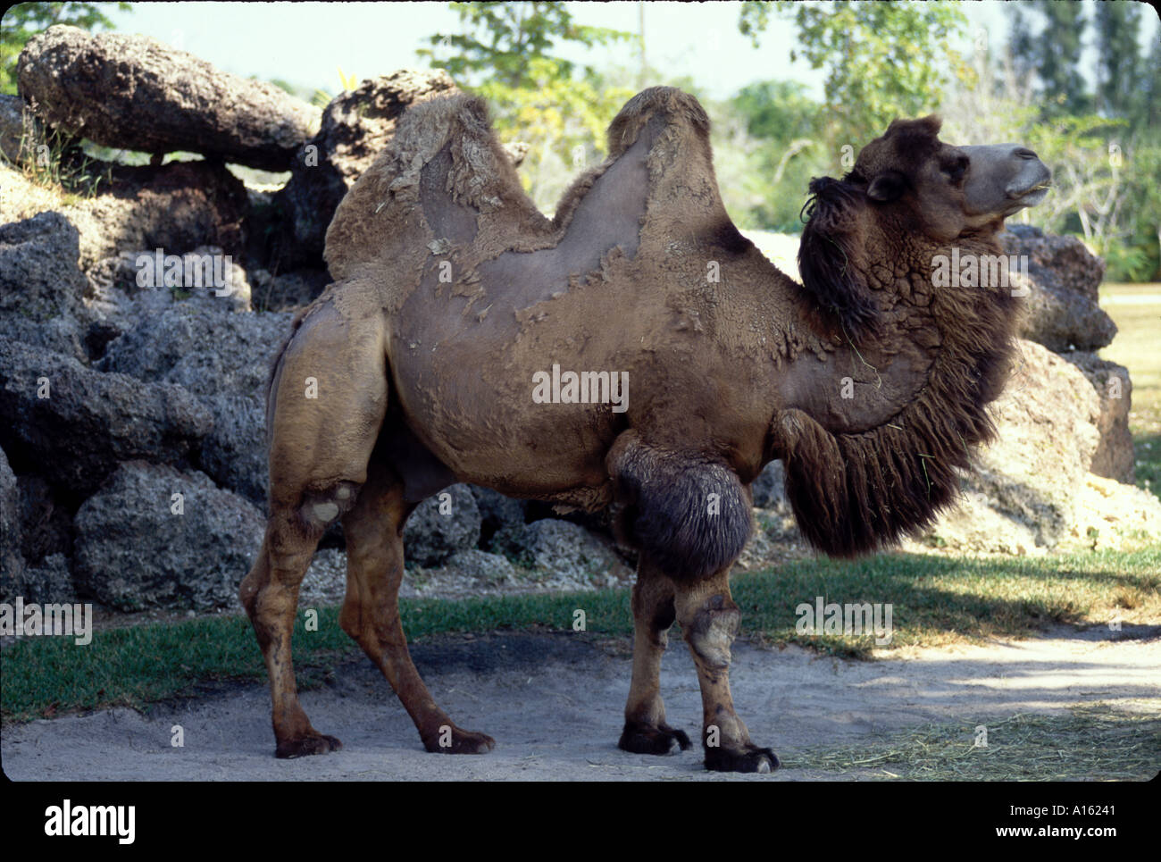 MAMMAL CAMEL BACTRIAN CAMELIUS BACTRIANA TWO HUMPS Stock Photo - Alamy
