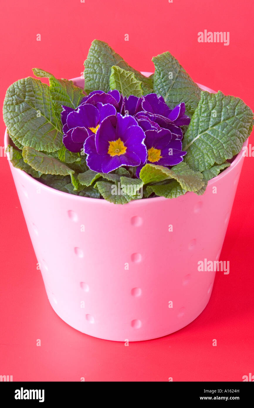 Blue primroses in the pink flower pot Primula veris Stock Photo - Alamy