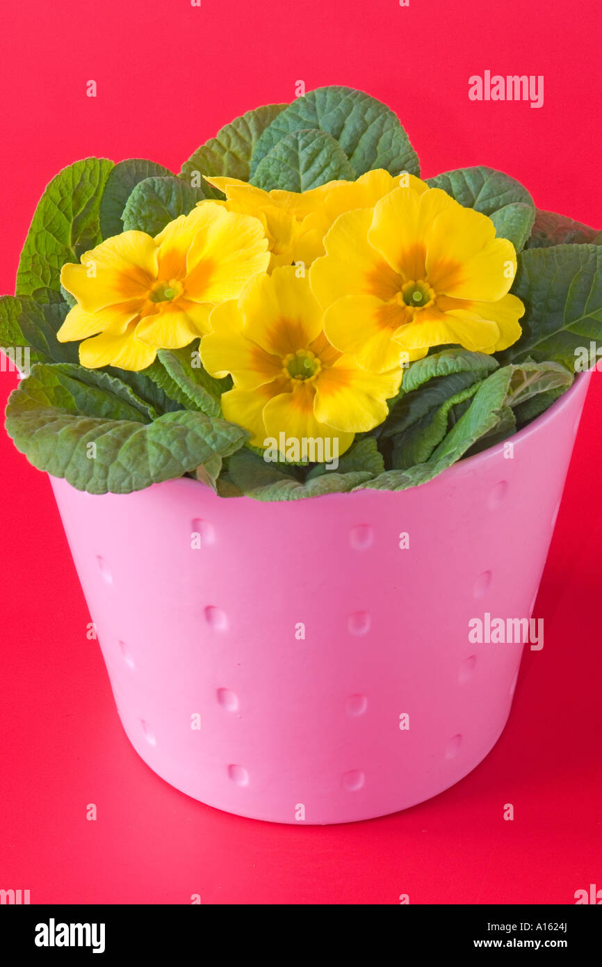 Yellow primroses in the pink flower pot Primula veris Stock Photo - Alamy