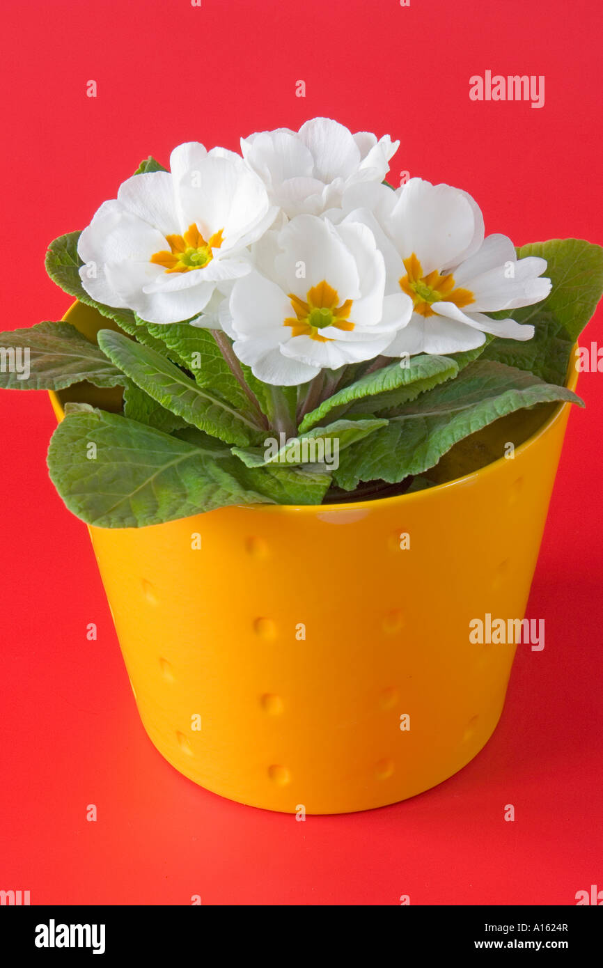 White primroses in the yellow flower pot Primula veris Stock Photo - Alamy