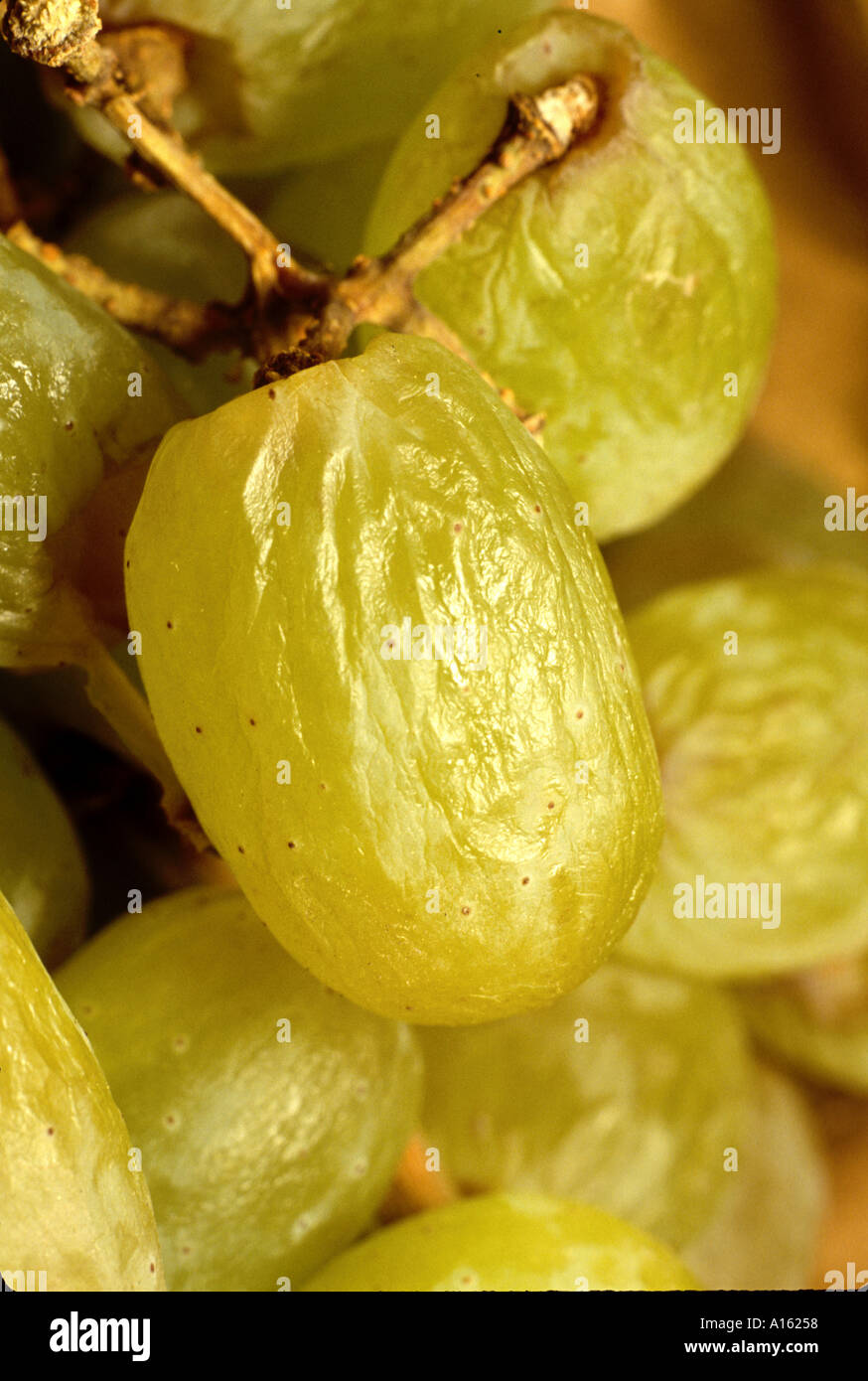 PLANT GRAPE WRINKLED Stock Photo - Alamy