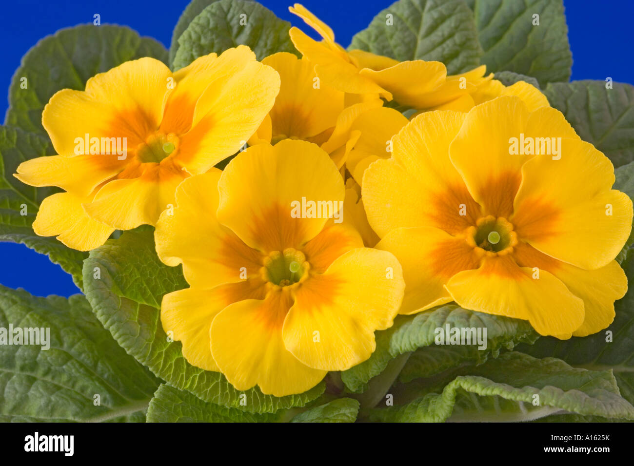 Yellow primroses close up Primula veris Stock Photo - Alamy