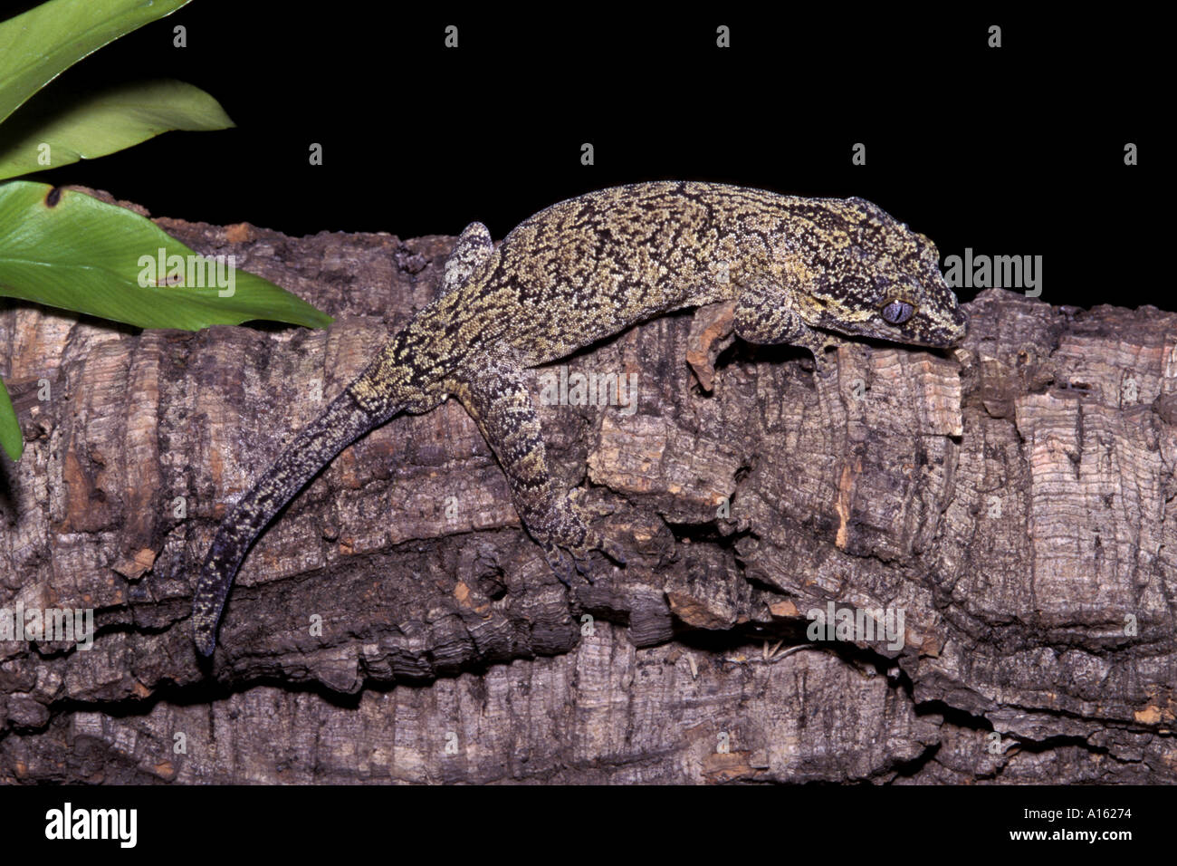 REPTILE GECKO GARGOYLE Phacodactylus aauricula New Caledonia Stock ...