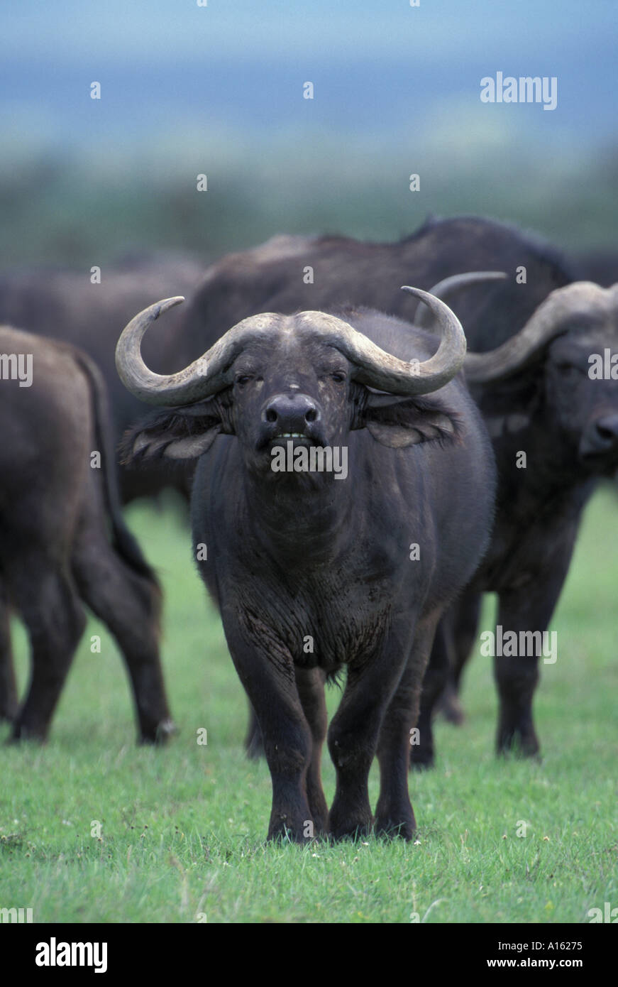 MAMMAL AFRICAN BUFFALO Syncerus caffer Kenya Stock Photo - Alamy