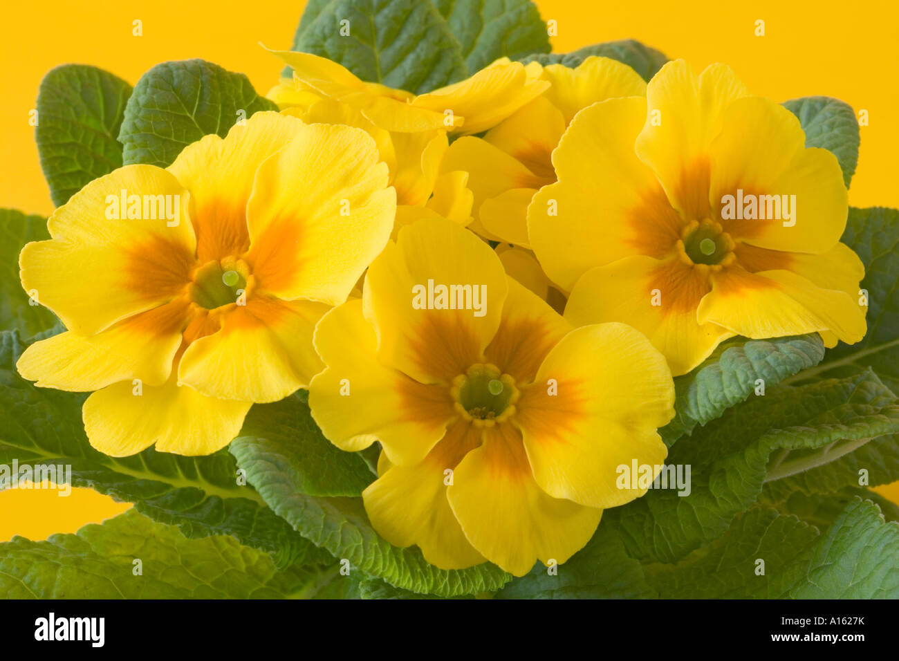 Yellow primroses close up Primula veris Stock Photo - Alamy
