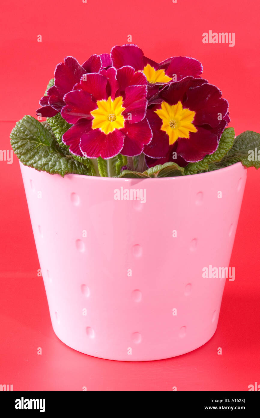 Purple primroses in the pink flower pot Primula veris Stock Photo - Alamy