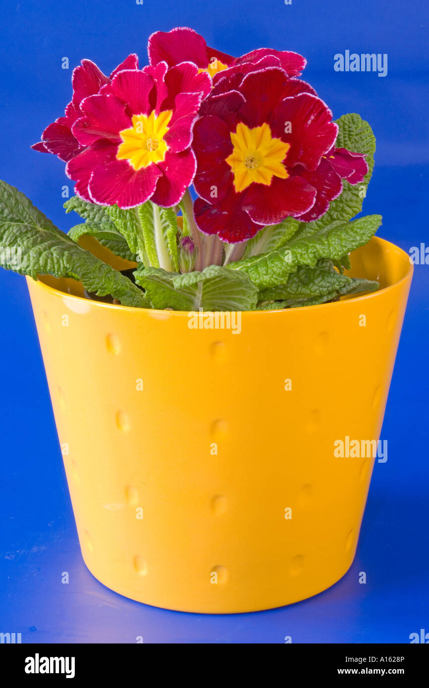 Purple primroses in the yellow flower pot Primula veris Stock Photo - Alamy