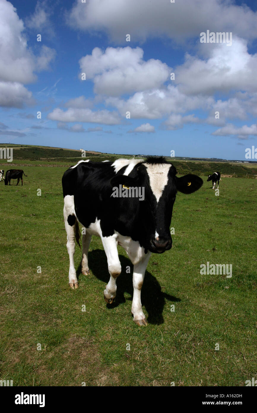 Farming Cattle Friesian cows in Pembrokeshire field Stock Photo - Alamy