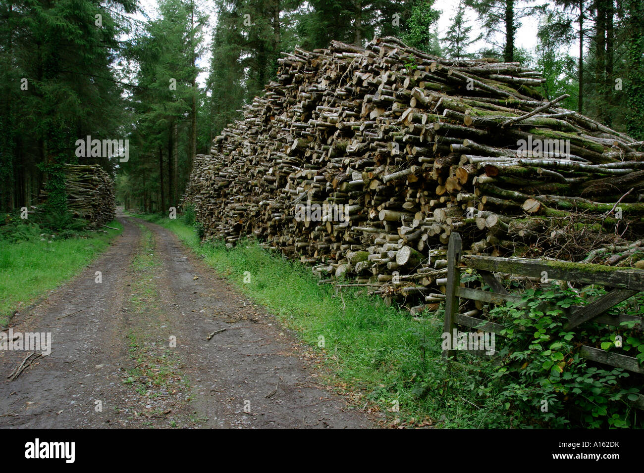 Logging the timber industry in wales Stock Photo - Alamy
