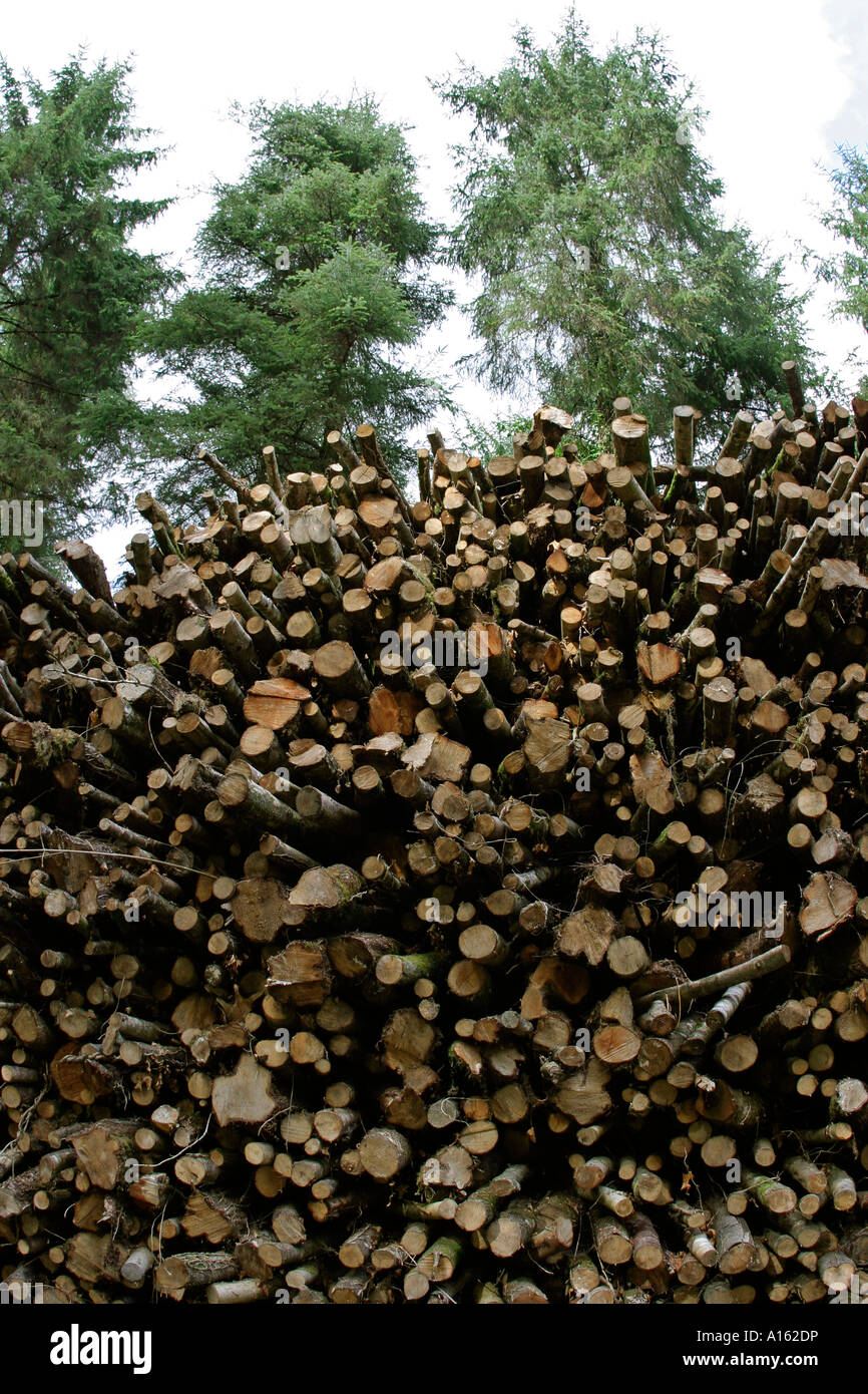 Stacking logs for drying hi-res stock photography and images - Alamy