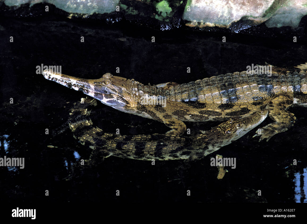 REPTILE GAVIAL FALSE TOMISTOMA SCHLEGELI Stock Photo - Alamy