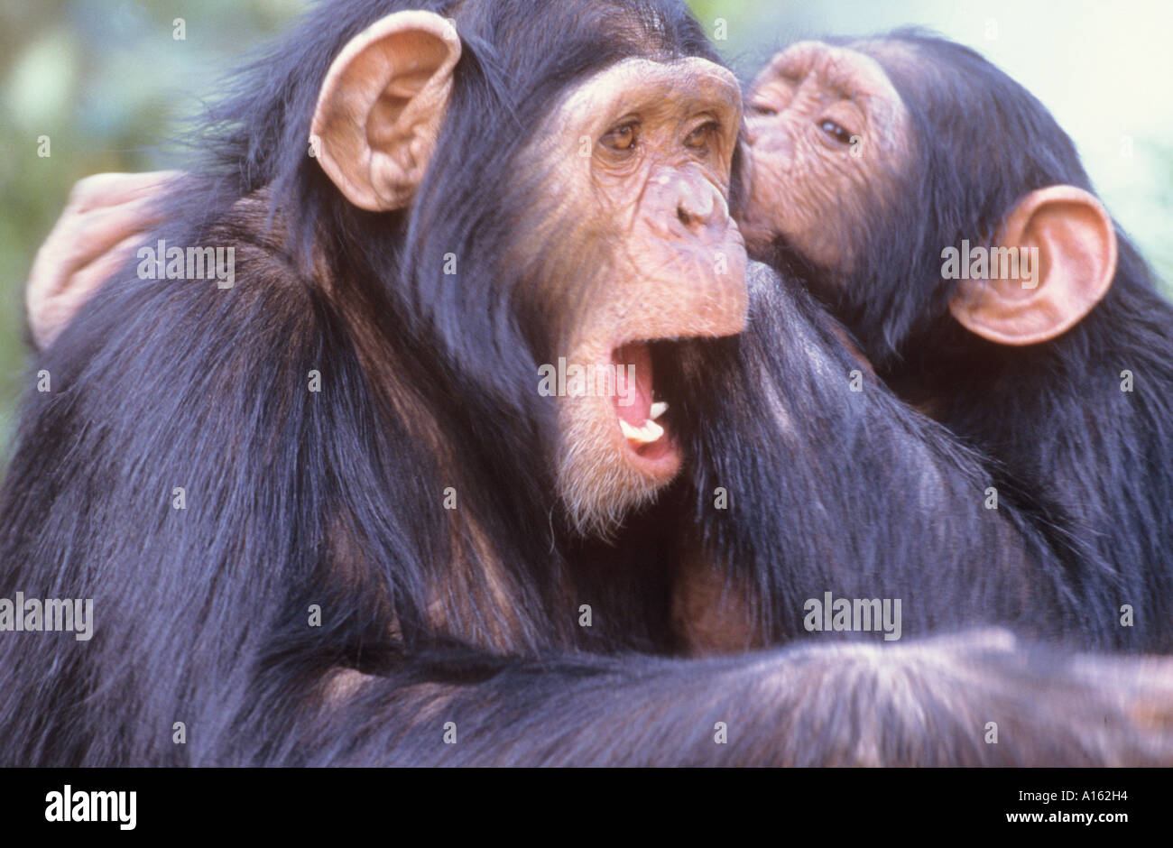 Rescue chimps are brought to Sweetwaters in Kenya for rehabilitation ...
