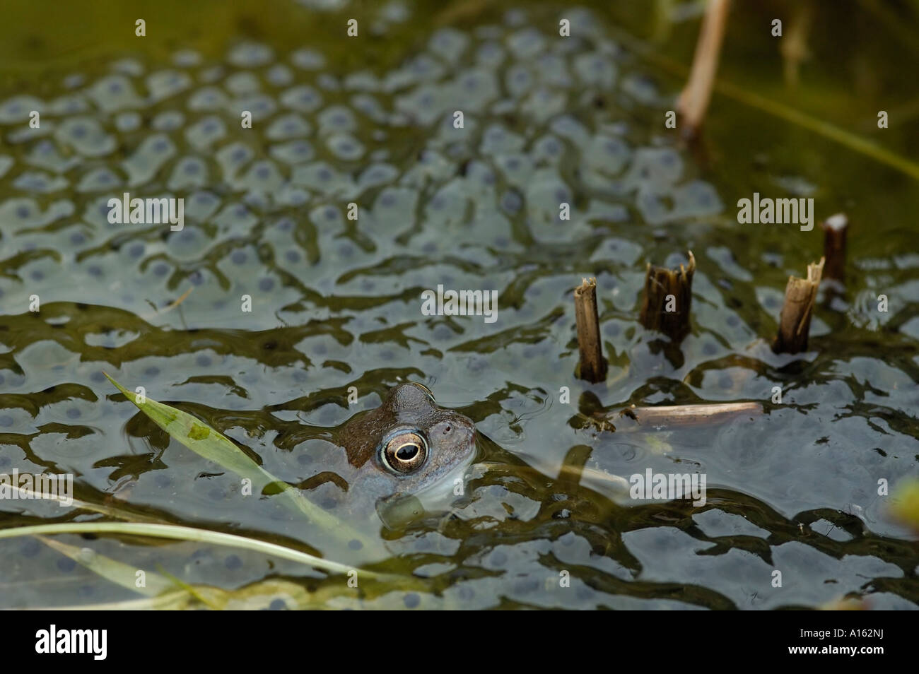 Common Frog in garden pond with Frog Spawn Rana temporaria Stock Photo ...
