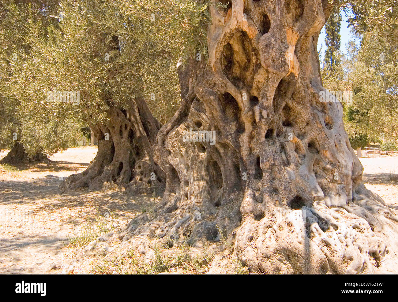 Olive trees greece hi-res stock photography and images - Alamy
