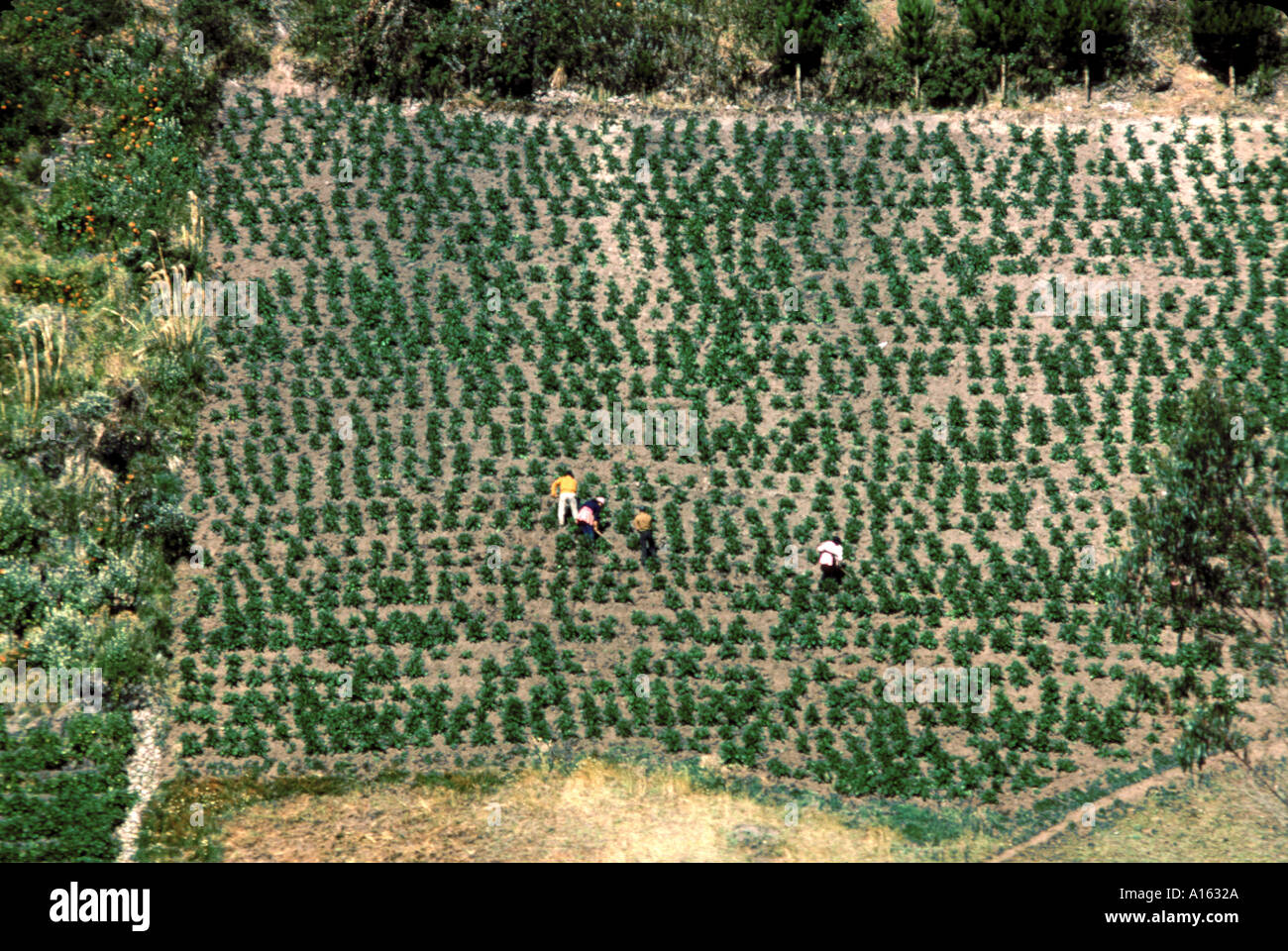 South america ecuador farming hi-res stock photography and images - Alamy