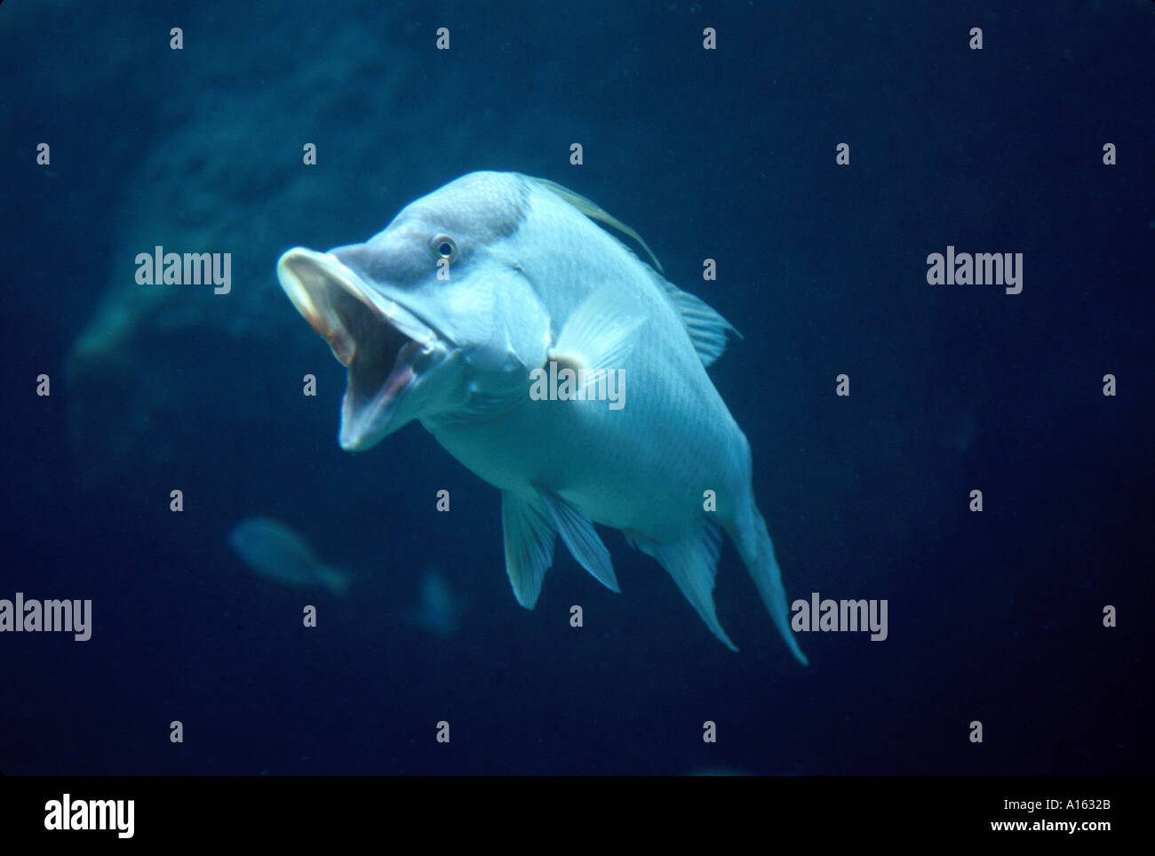MARINE FISH HOGFISH Stock Photo - Alamy