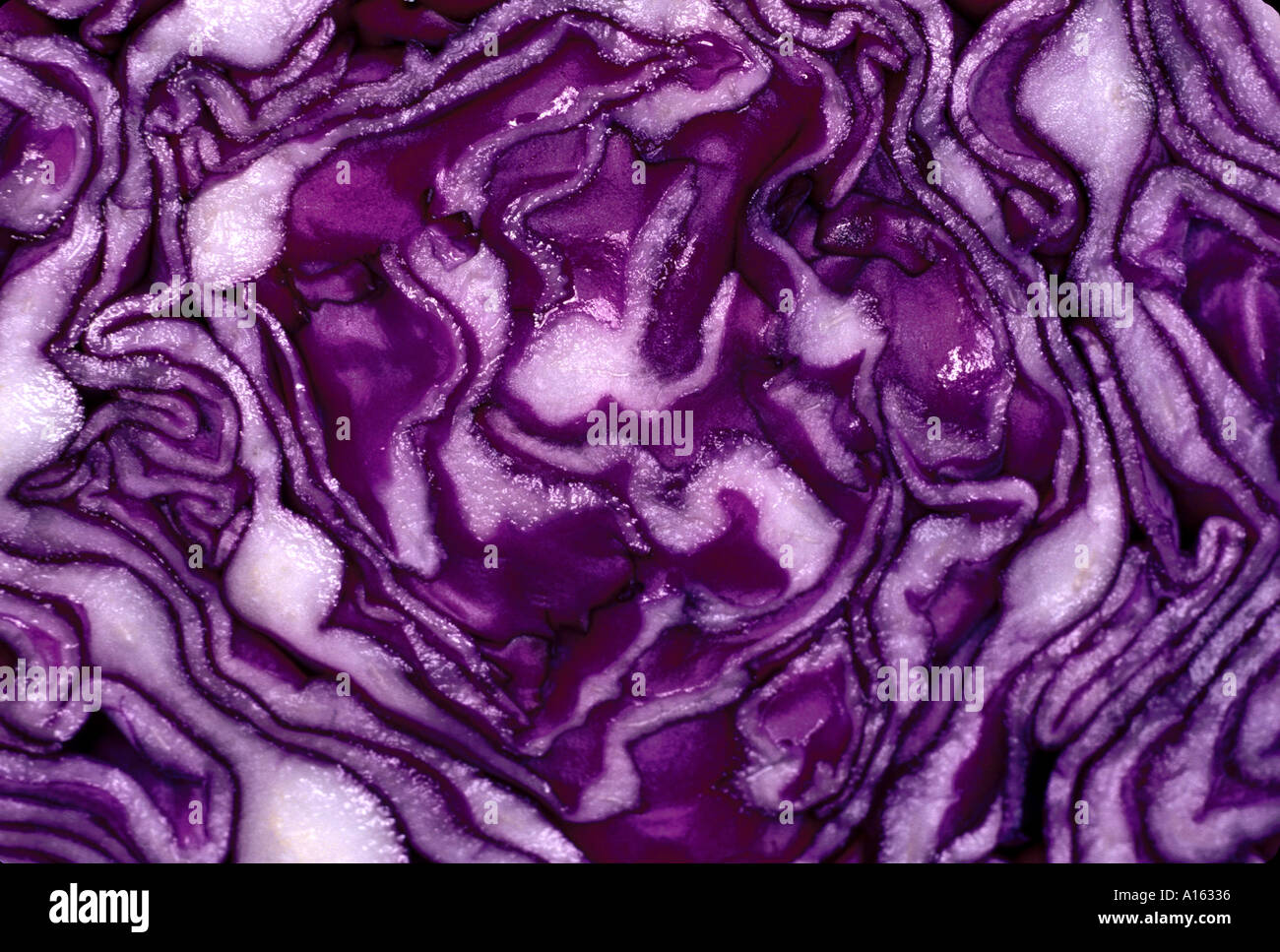 CLOSE UP CROSS SECTION CUT RED CABBAGE Stock Photo - Alamy