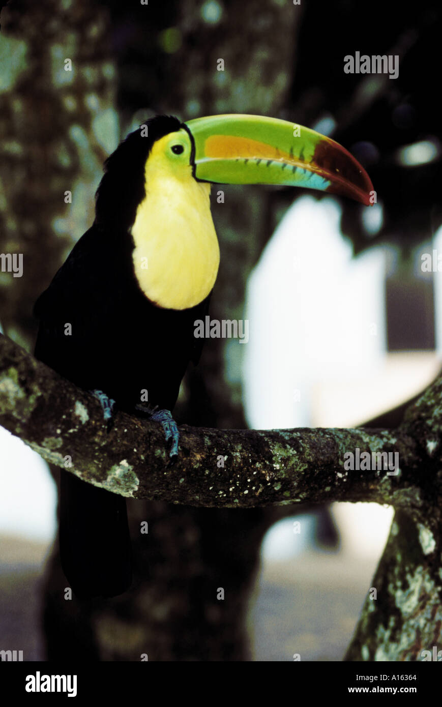 BIRD TOUCAN KEEL BILLED Ramphastos sulfuratus BELIZE CENTRAL AMERICA ...
