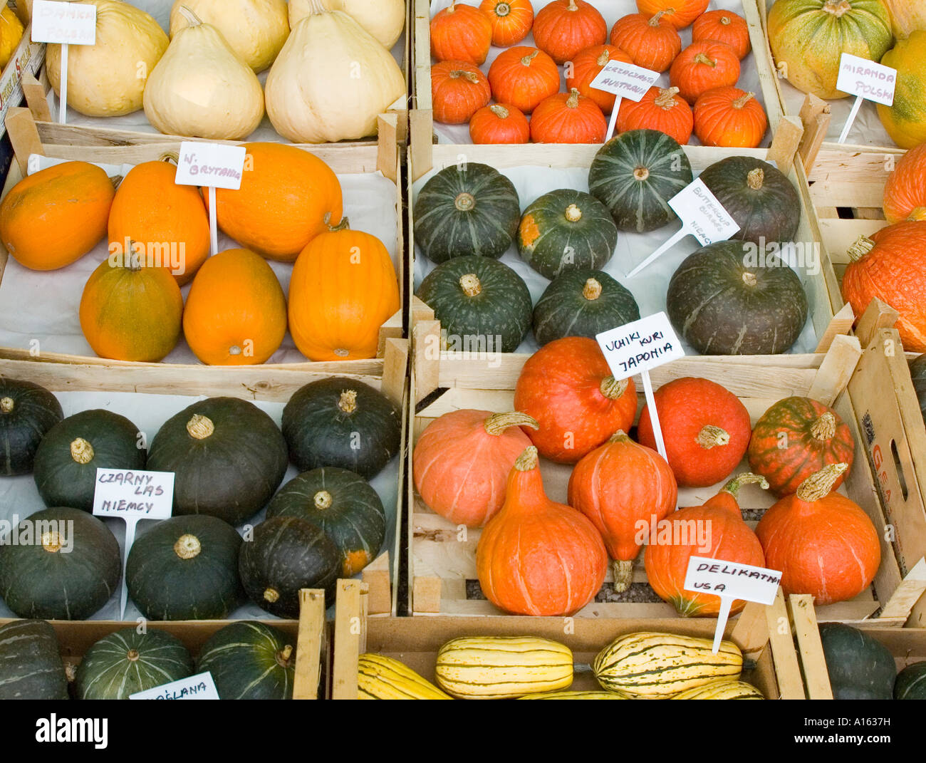 Multicolour multicolor pumpkins Cucurbita Stock Photo - Alamy
