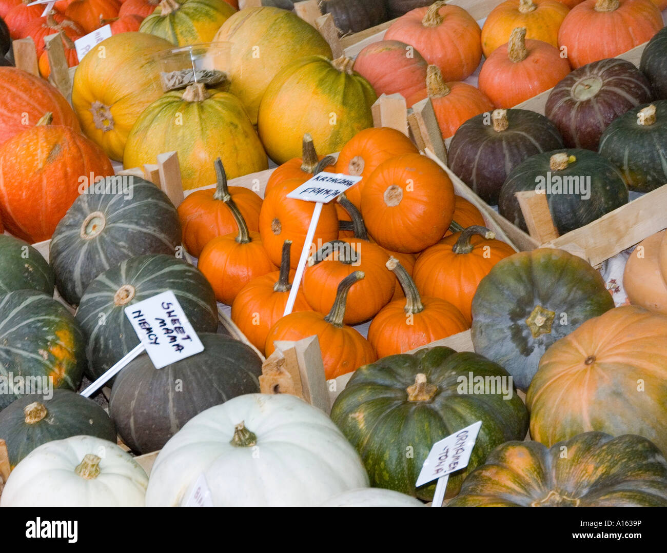 Multicolour multicolor pumpkins Cucurbita Stock Photo - Alamy