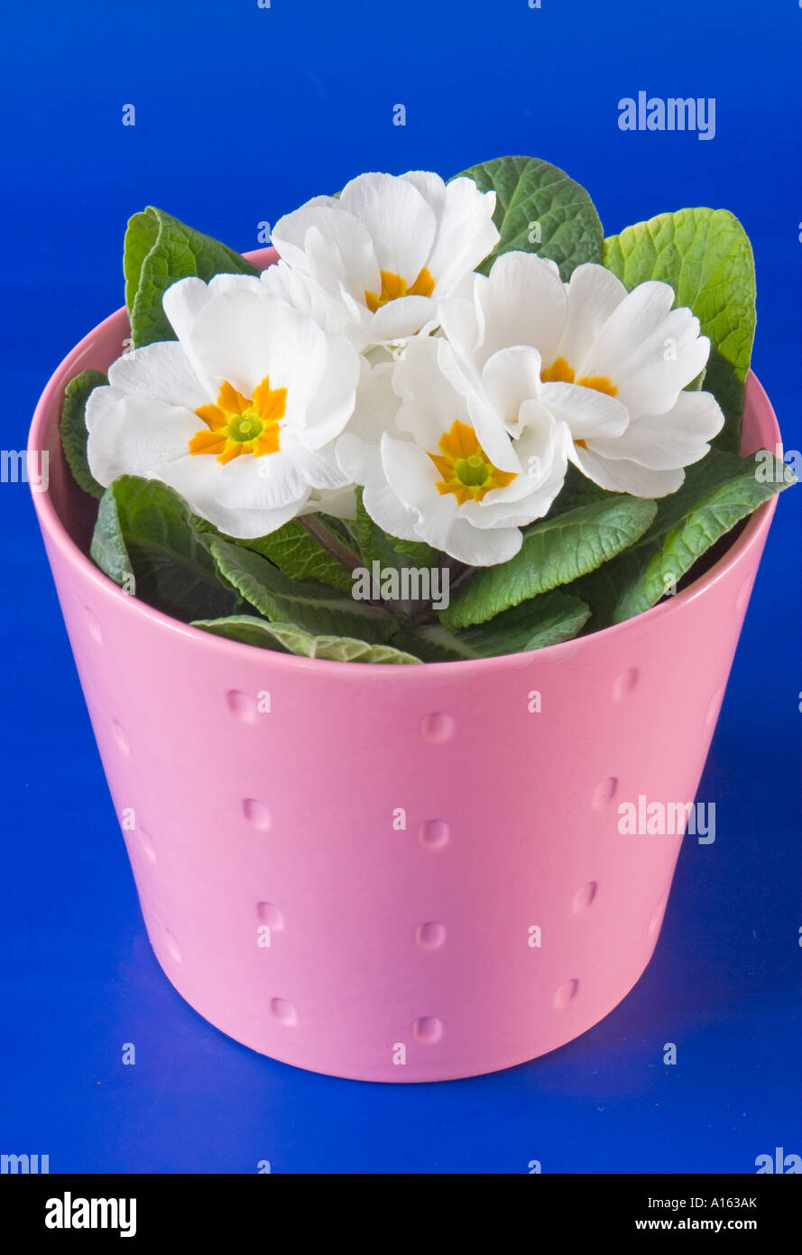 White primroses in the pink flower pot Primula veris Stock Photo - Alamy