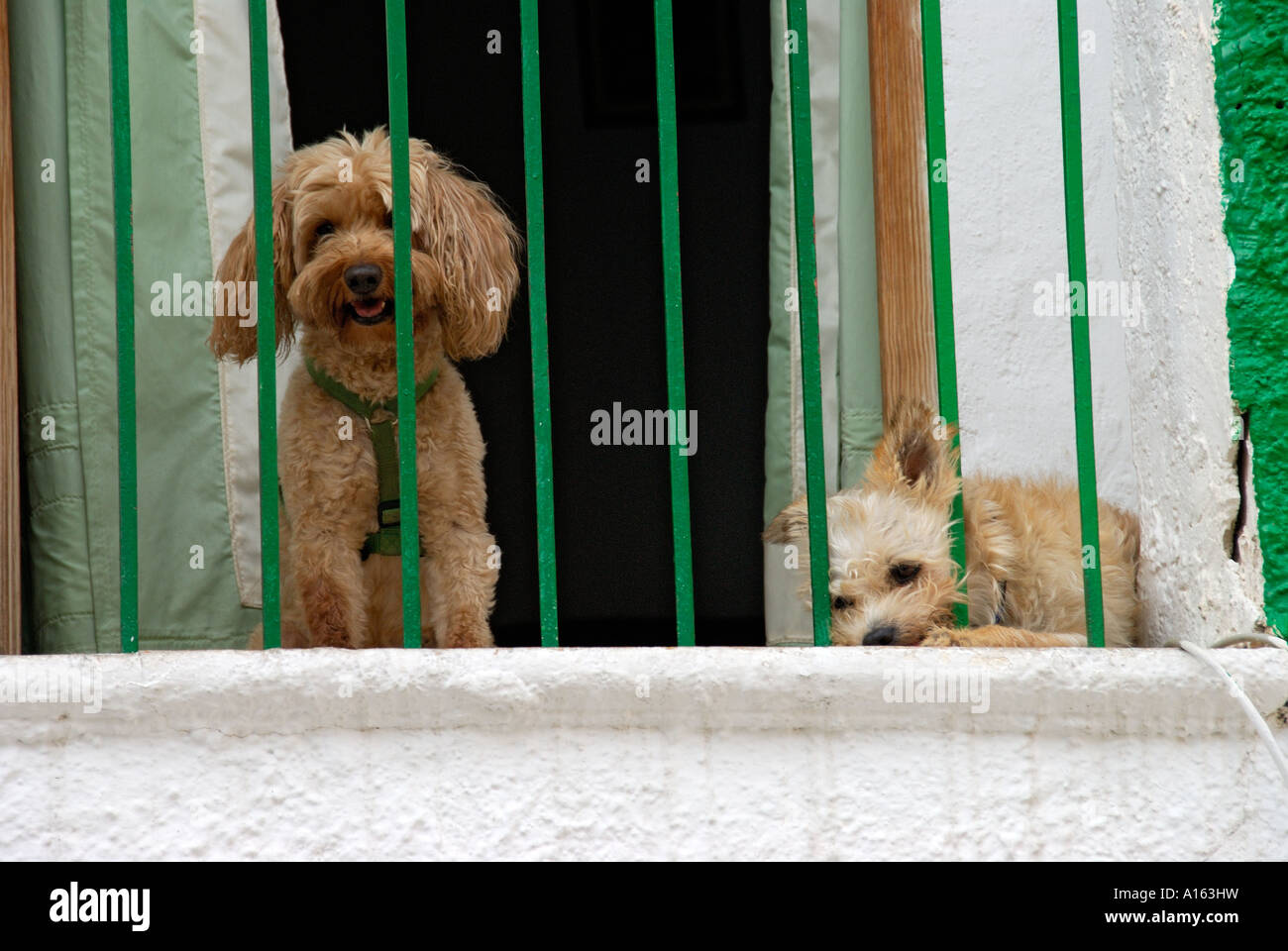 "Two dogs at an open window Stock Photo - Alamy