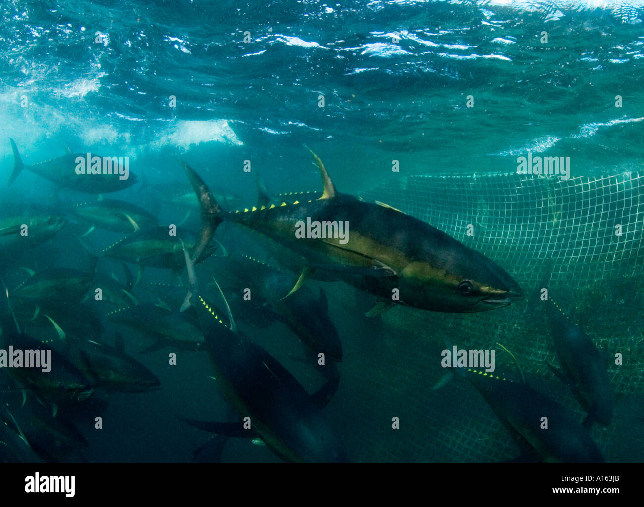 Tuna farm mexico hi-res stock photography and images - Alamy