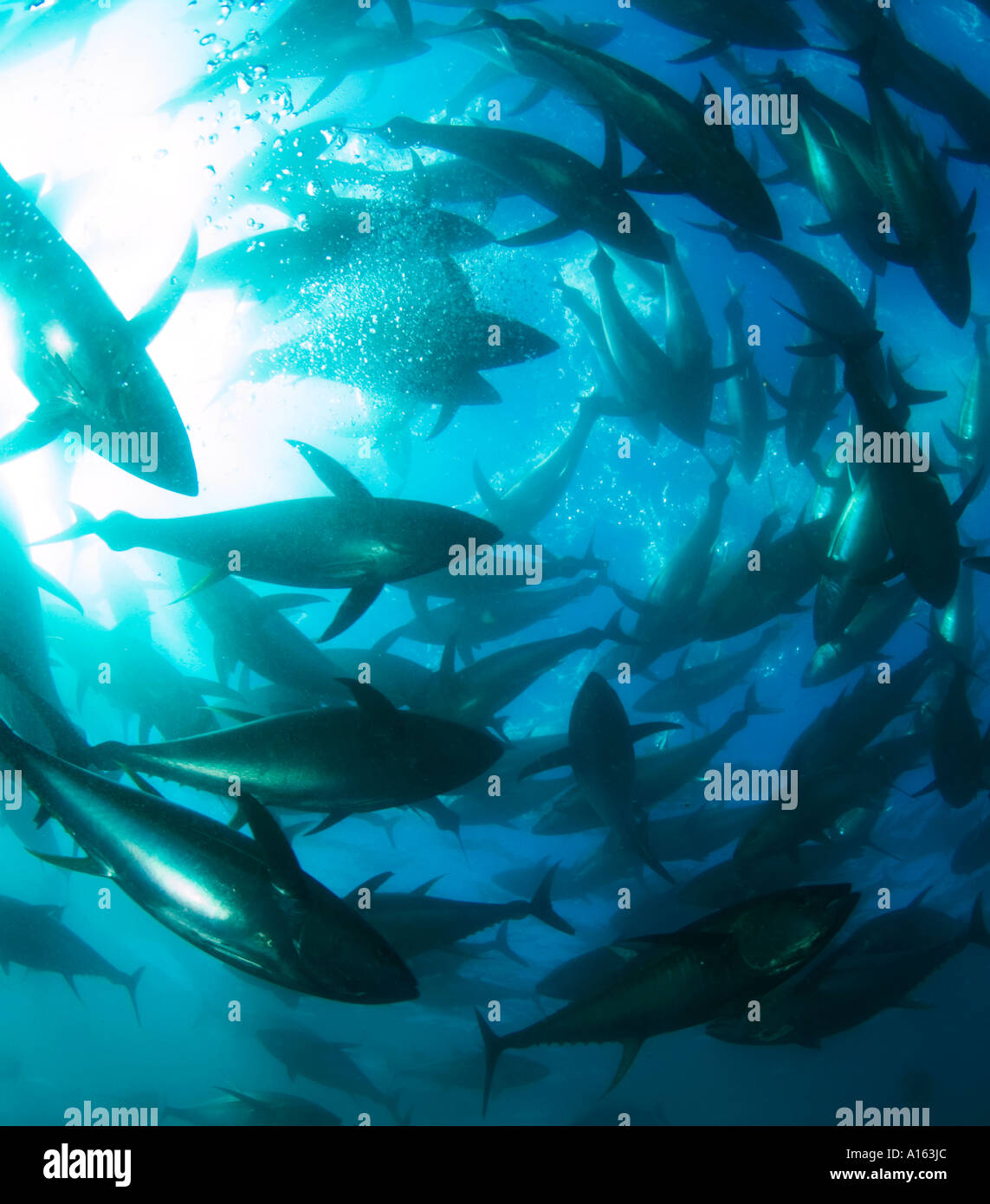 Tuna farming hi-res stock photography and images - Alamy