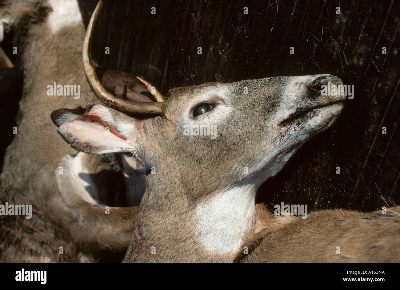 Dead deer truck hi-res stock photography and images - Alamy