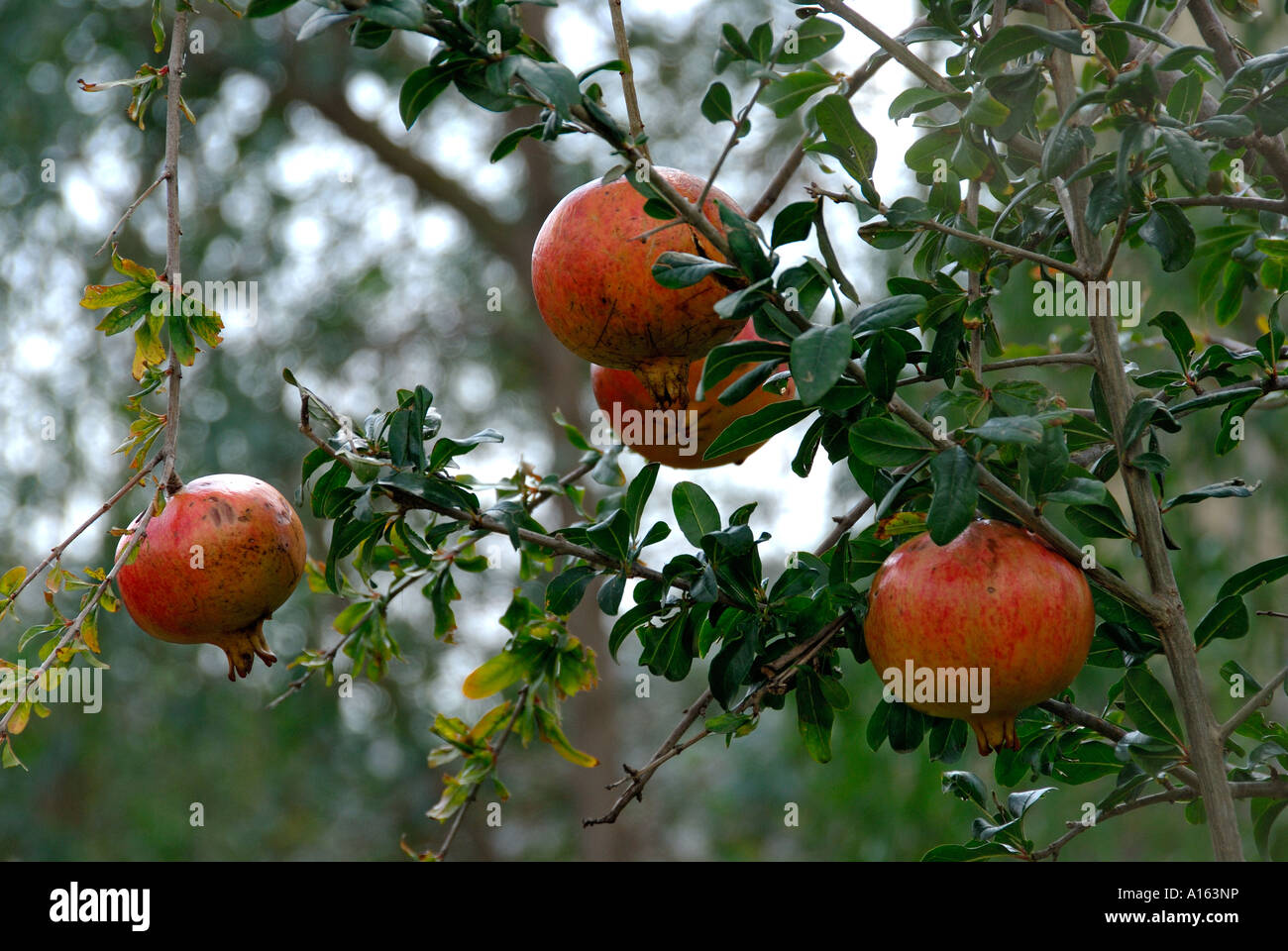 Pomegranate at tree hi-res stock photography and images - Alamy
