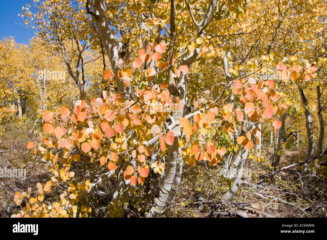 Digital stock image of aspens in eastern Sierra Nevada during autumn ...