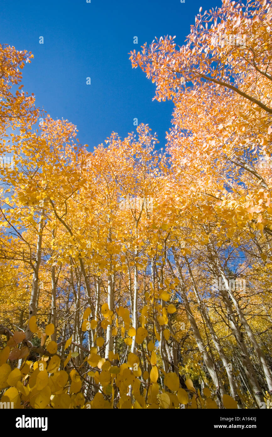 Digital stock image of aspens in eastern Sierra Nevada during autumn ...