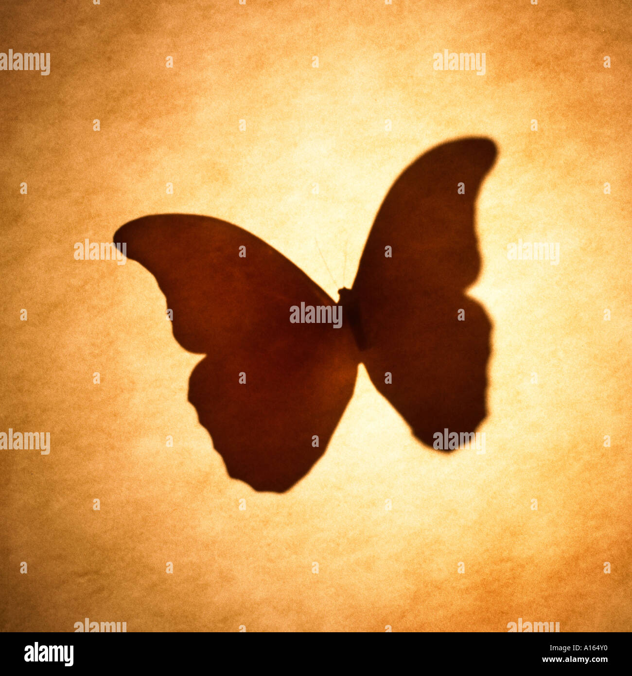 Butterfly shadow hi-res stock photography and images - Alamy