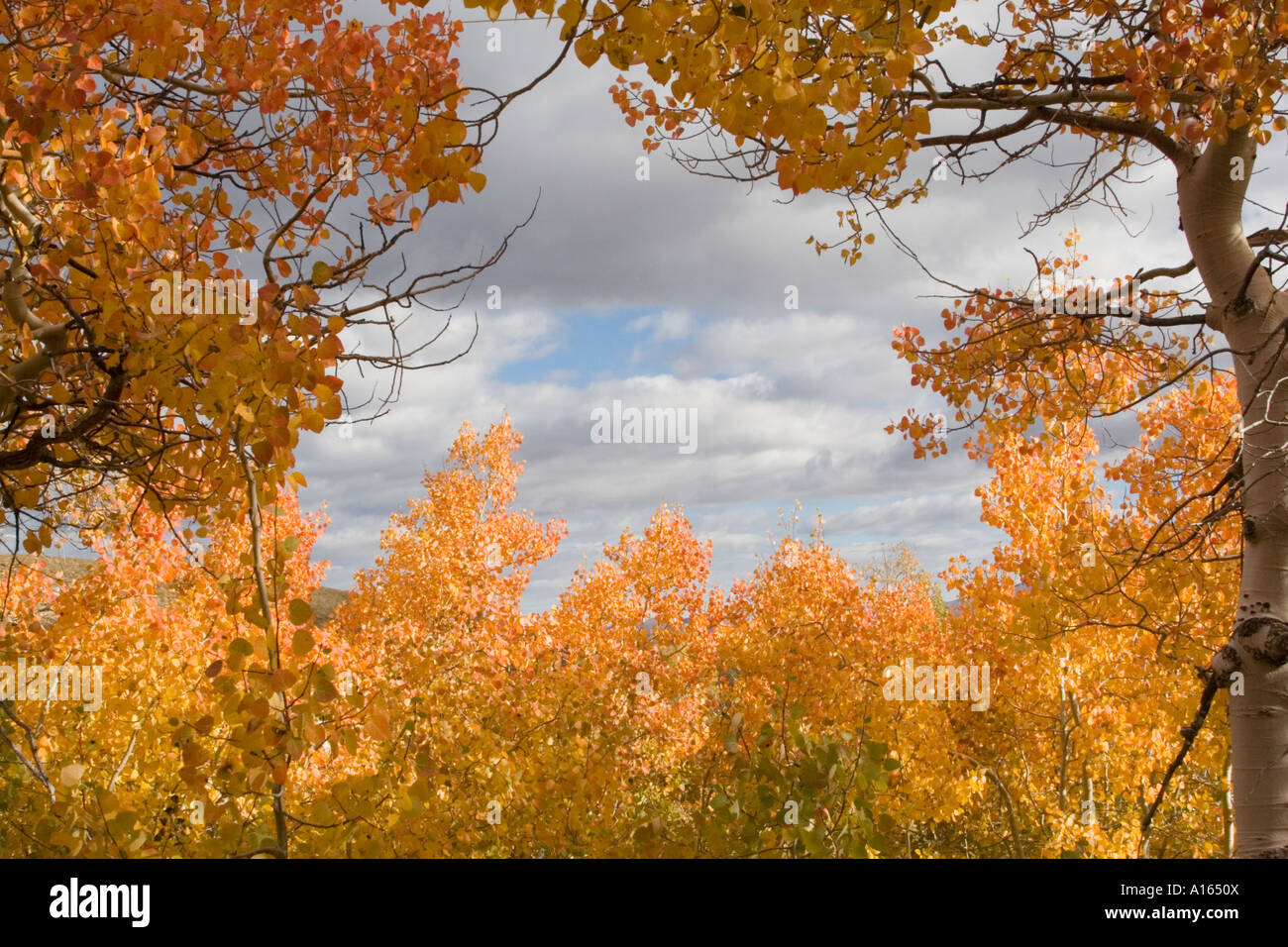 Digital stock image of aspens in eastern Sierra Nevada during autumn ...