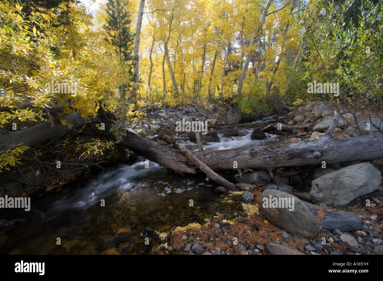 Digital stock image of tree lined stream in eastern Sierra Nevada ...