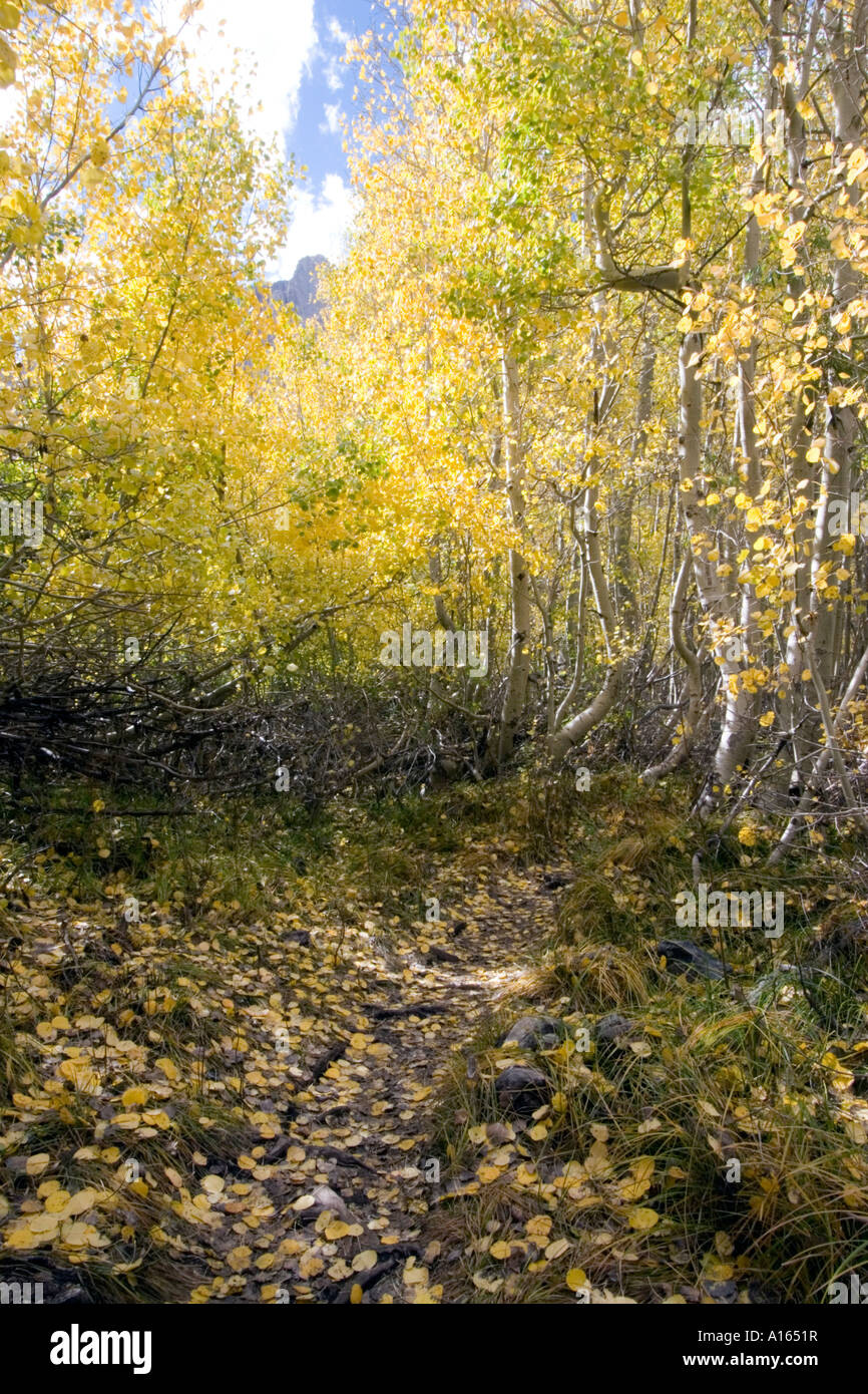 Digital stock image of fall foliage and trail around Convict Lake in ...