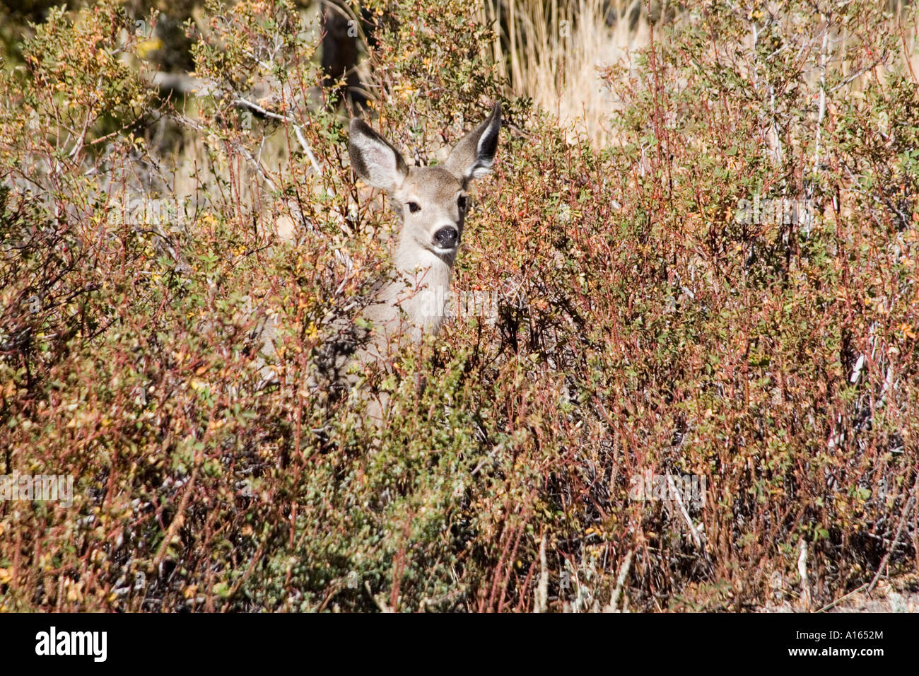 Digital stock image of young deer facing camera near Convict Lake ...