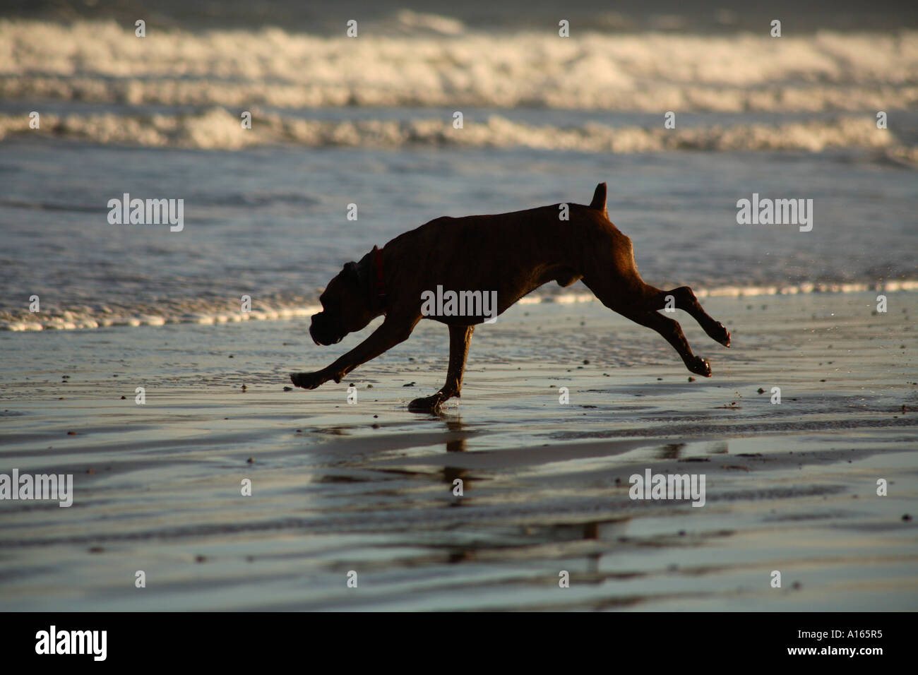 Horizontal landscape detail with boxer dog running in profile into the ...