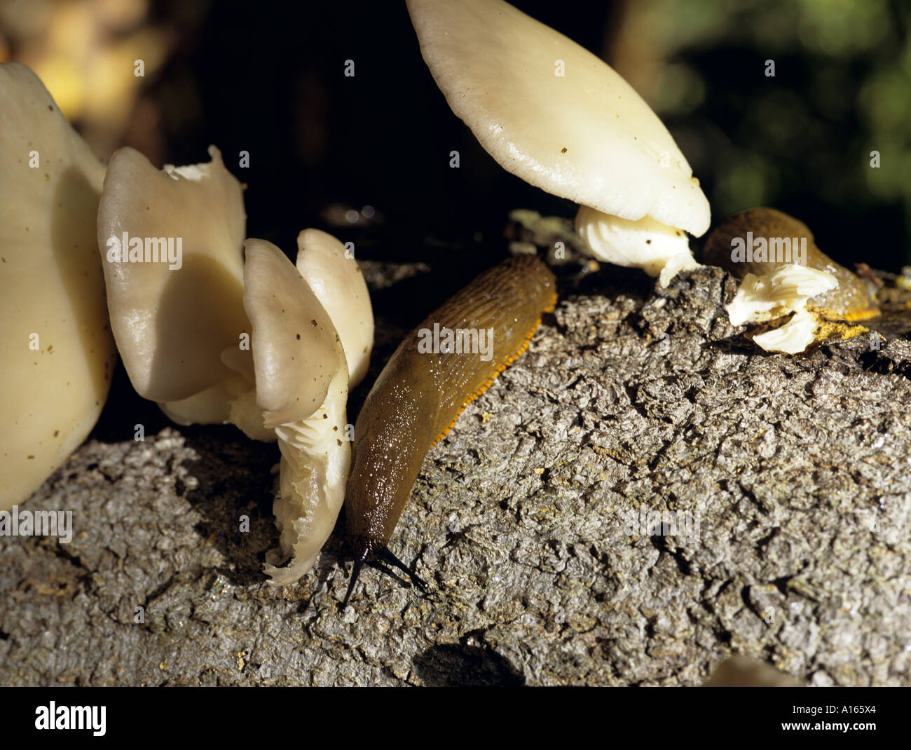 Common slug on oyster fungus on beech tree Epping Forest Essex England ...