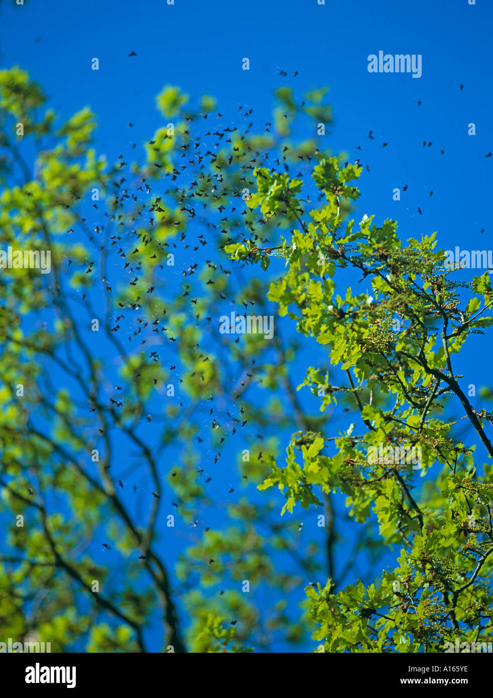 Male longhorn moths doing mating dance in oak tree canopy Epping Forest ...