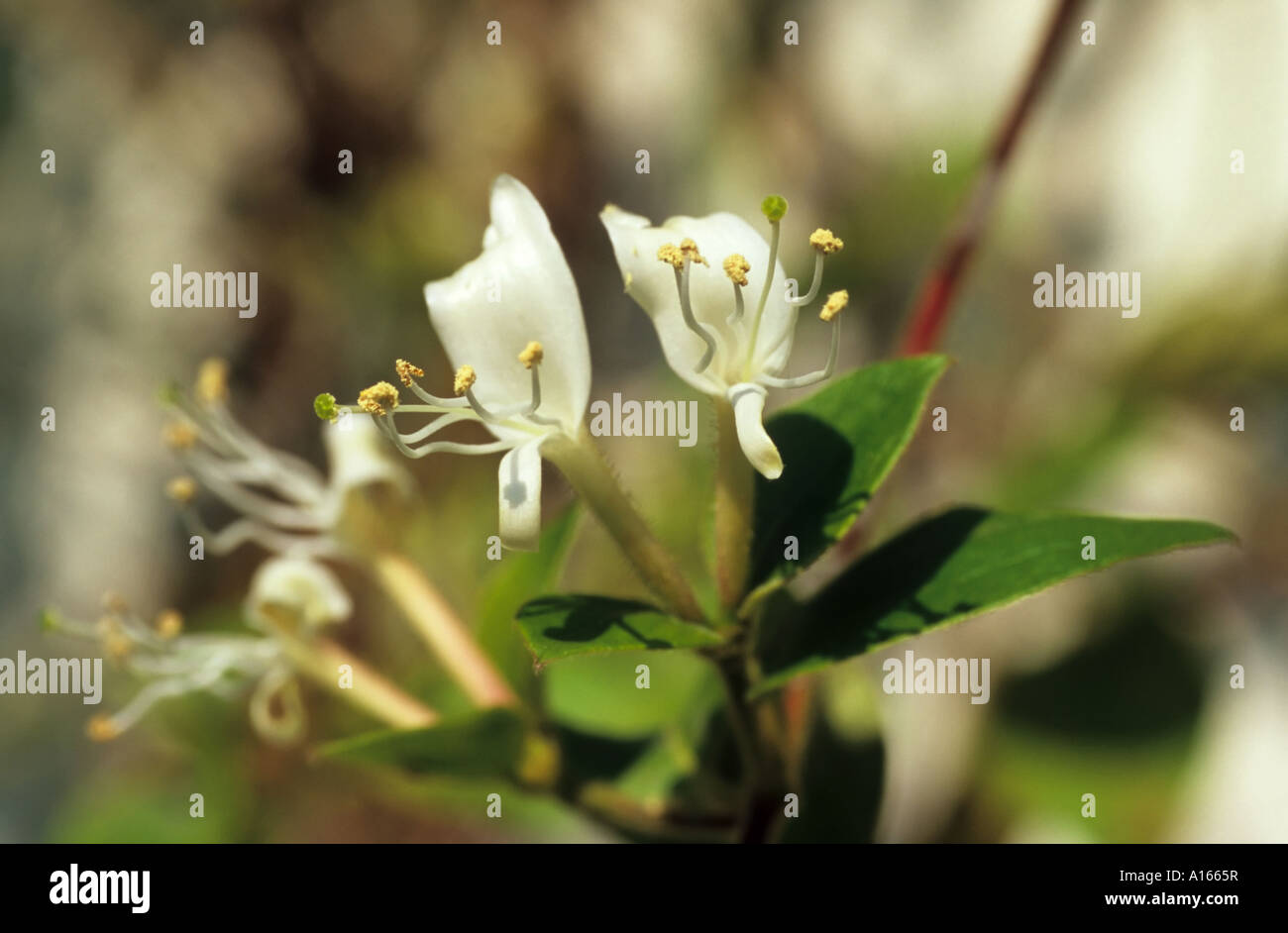White honeysuckle hi-res stock photography and images - Alamy