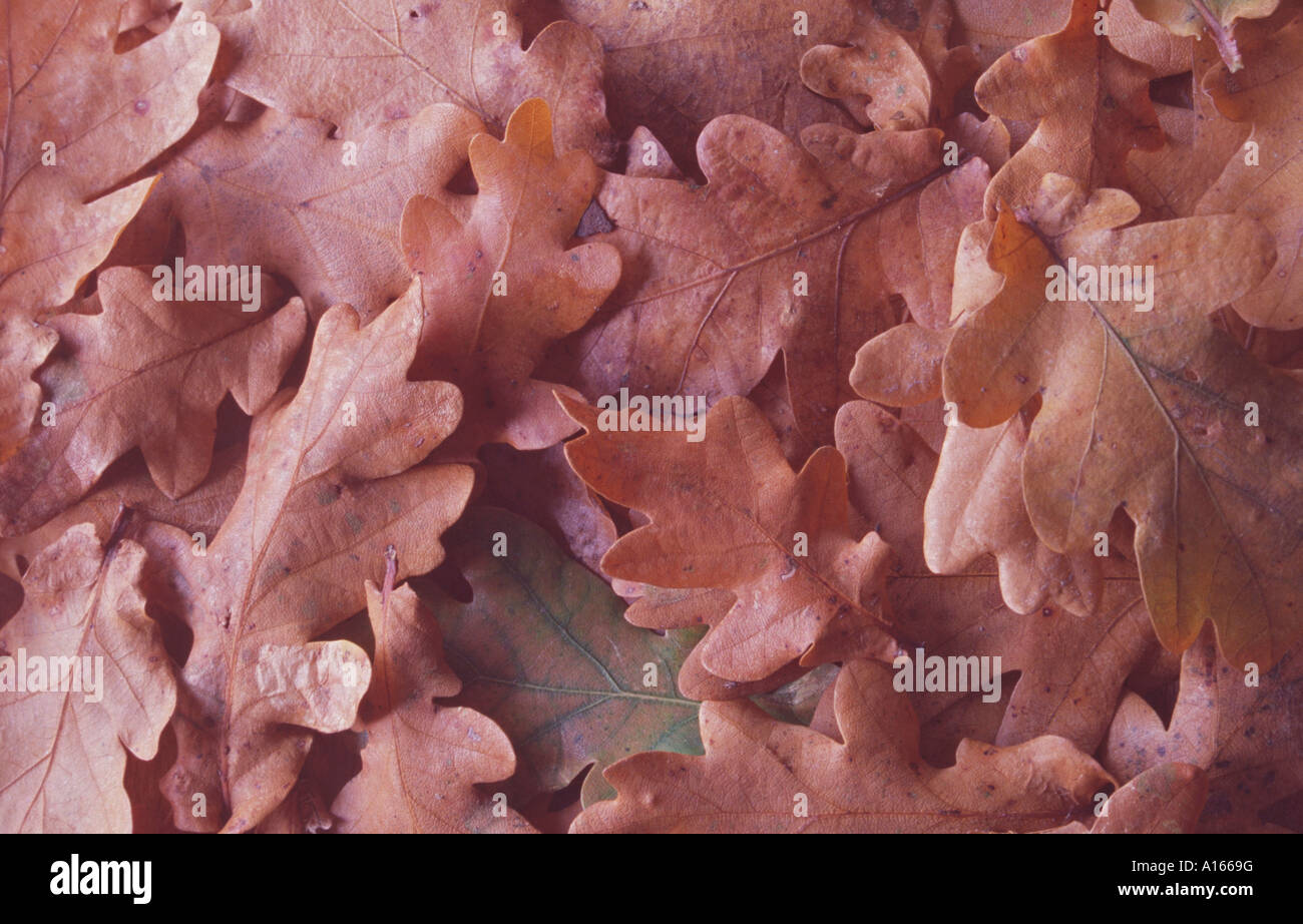 Fallen oak leaves Stock Photo - Alamy