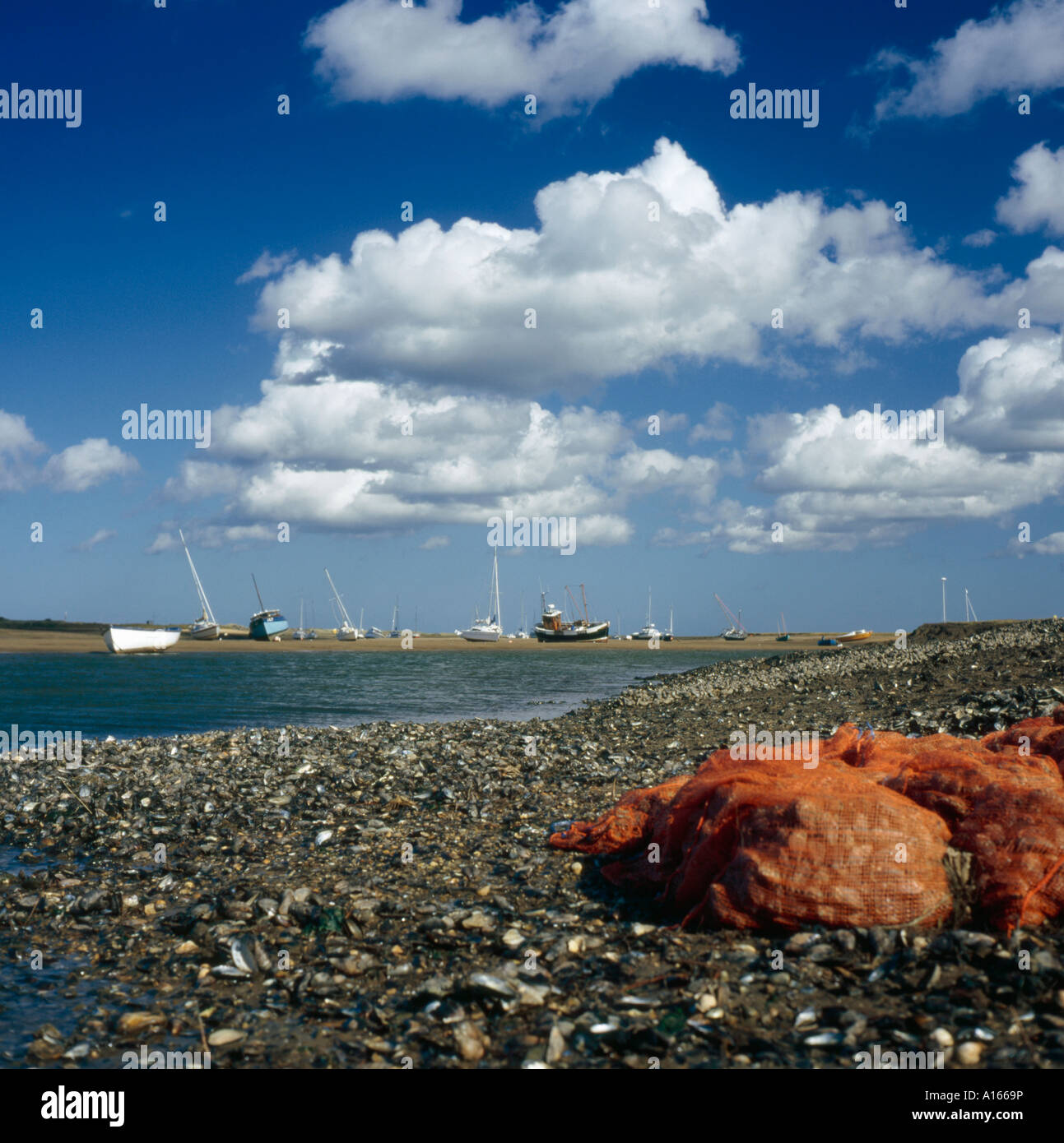 Brancaster mussels hi-res stock photography and images - Alamy