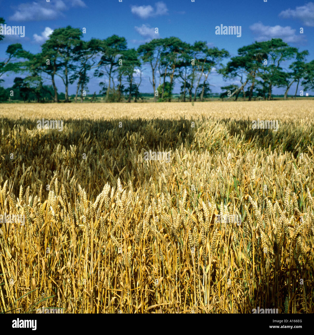Wheat field in Norfolk uk Stock Photo - Alamy