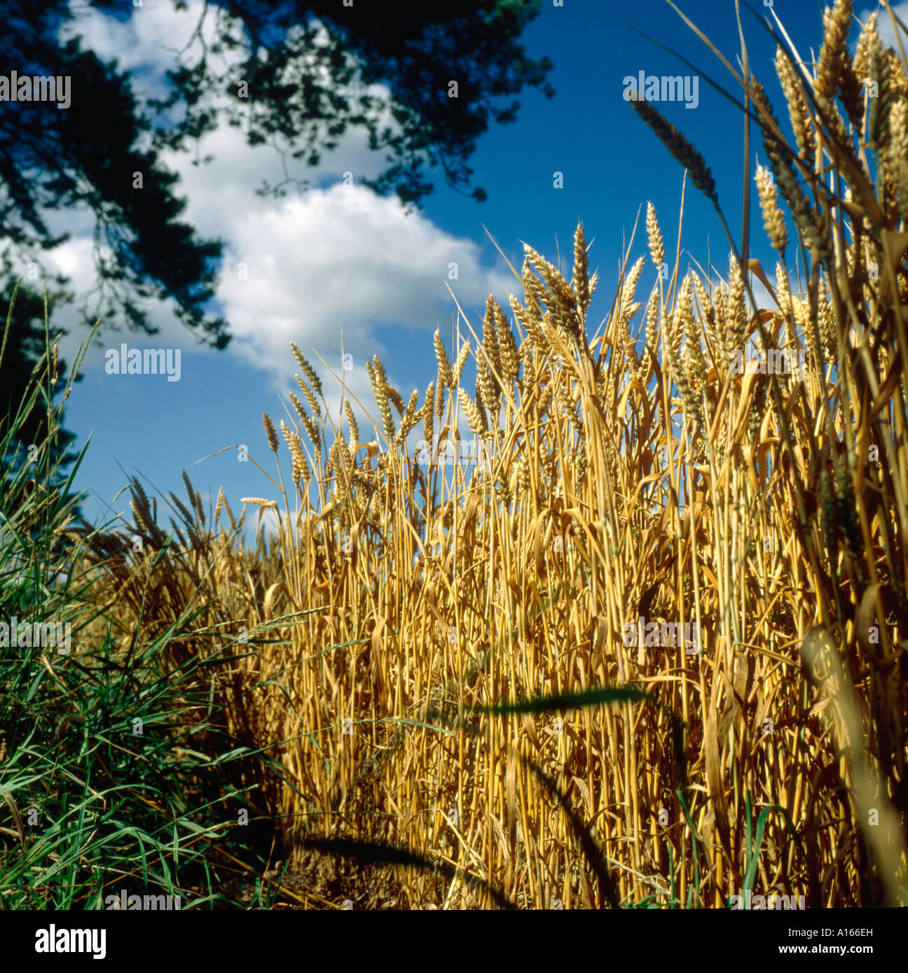 Wheat field in Norfolk uk Stock Photo - Alamy